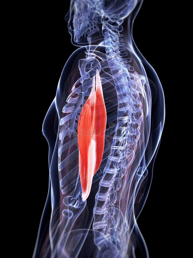 Highlighted triceps stock illustration. Illustration of fibre - 34164268