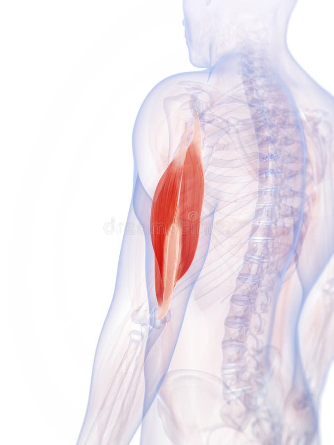 Highlighted triceps stock illustration. Illustration of rendering ...