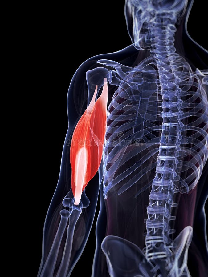 Highlighted triceps stock illustration. Illustration of male - 30721601