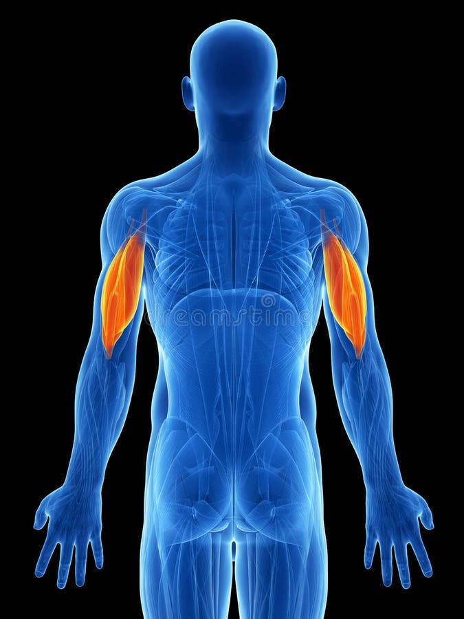 Triceps Bar Transparent Icon. Triceps Bar Symbol Design from Gym Stock ...