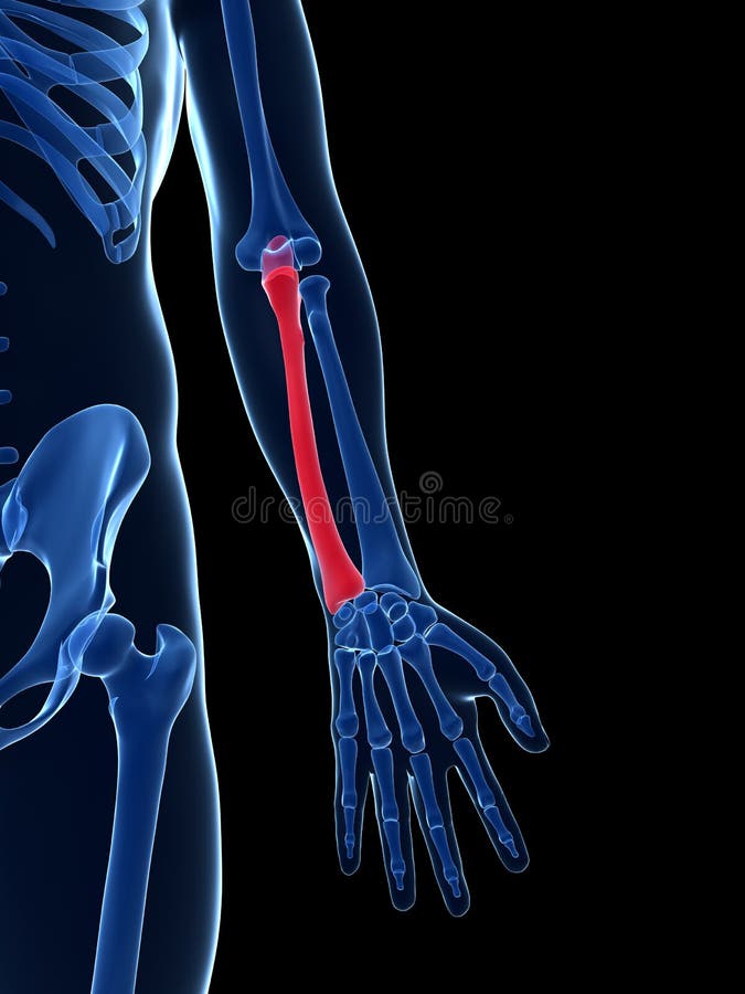 Highlighted ulna stock illustration. Illustration of highlighted - 30723913