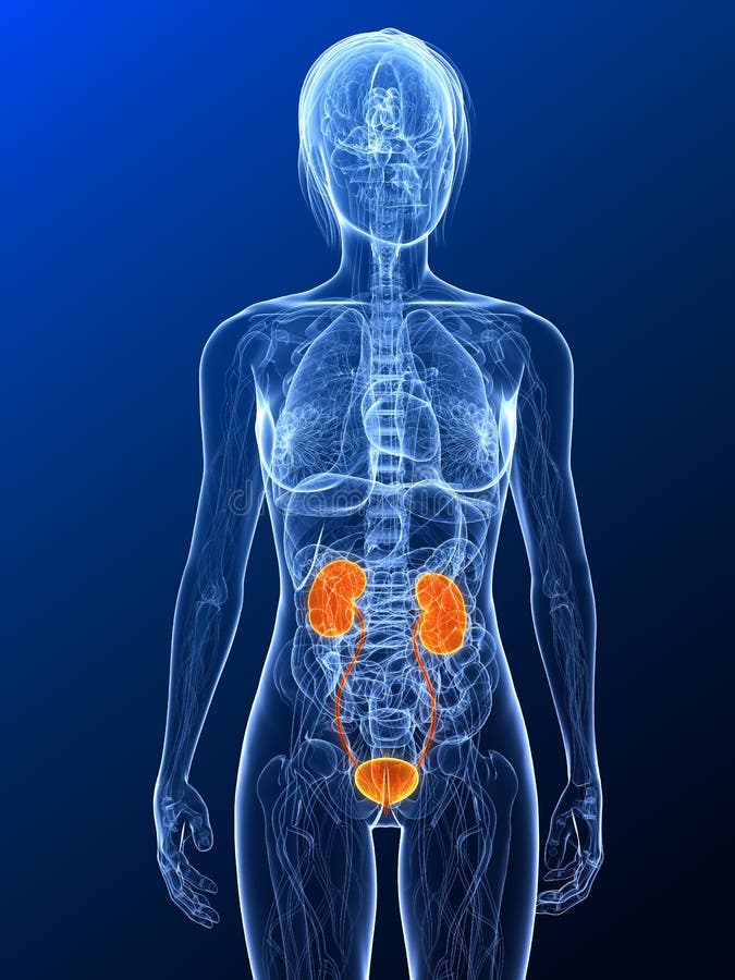 Urinary system stock vector. Illustration of silhouette - 19931478