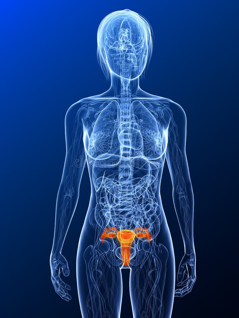 Uterus Anatomy Stock Illustrations – 9,838 Uterus Anatomy Stock ...