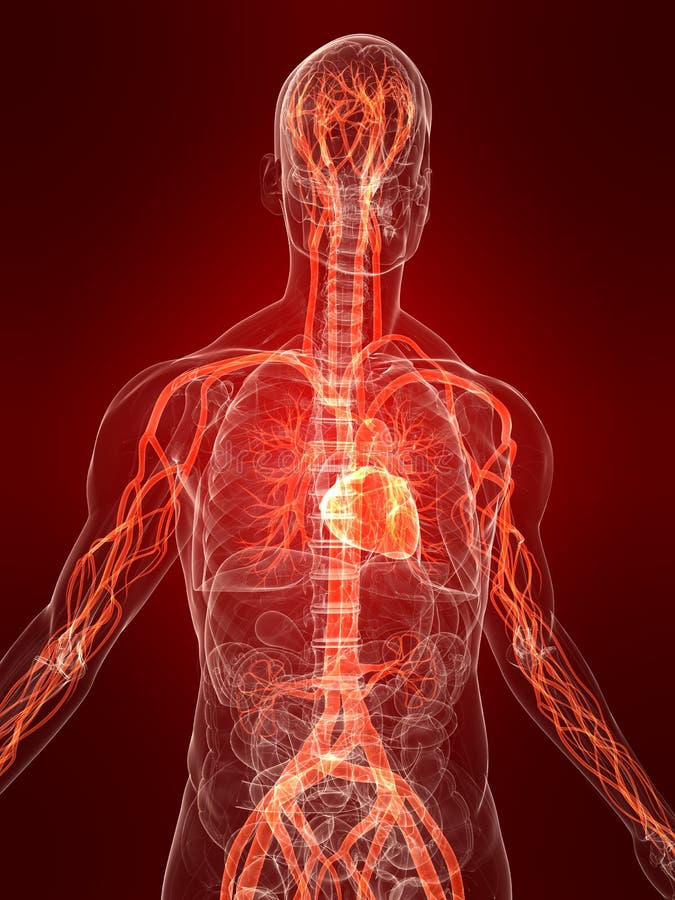 Highlighted Vascular System Stock Illustration - Illustration of ...