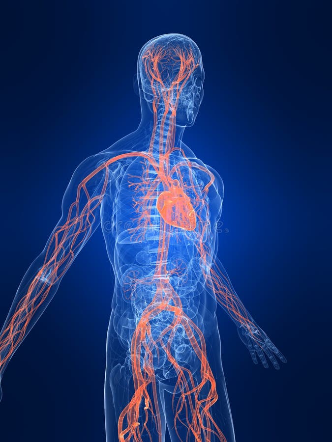 Highlighted Vascular System Stock Illustration - Illustration of health ...