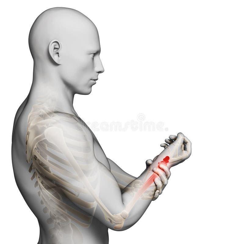 Highlighted wrist stock illustration. Illustration of ulna - 30722428