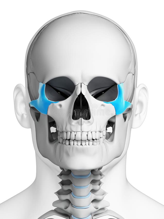 Highlighted zygomatic bone stock illustration. Illustration of symbol ...