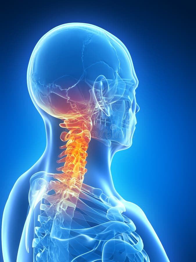 Highlightedskeletal neck stock illustration. Illustration of biology ...