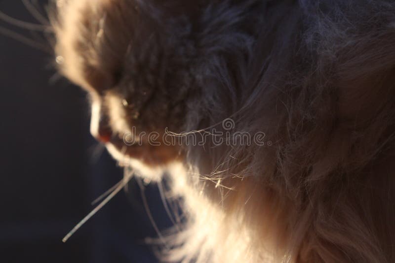 Highlights of Cat Hair and Cute Cheeks Stock Photo - Image of mammal ...