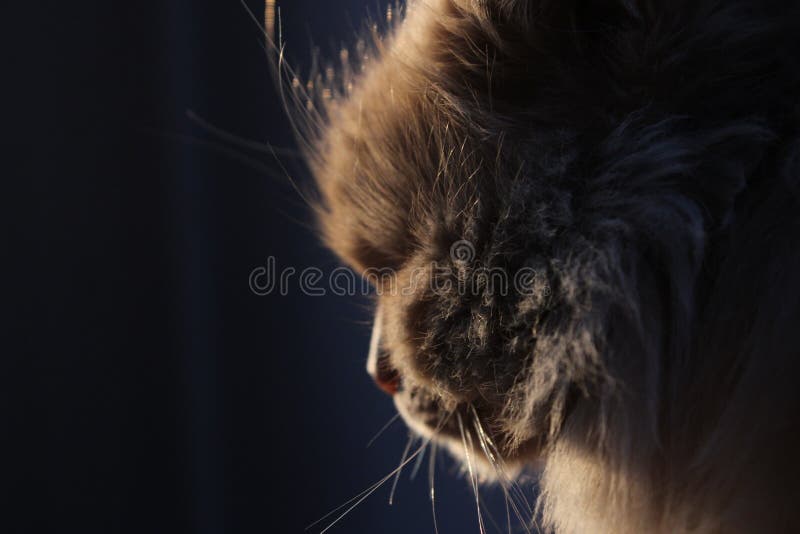 Highlights of Cat Hair and Cute Cheeks Stock Image - Image of kitten ...