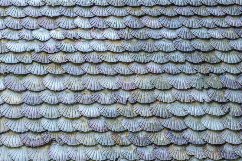 Background of Scallop Shells Stock Image - Image of color, shells ...