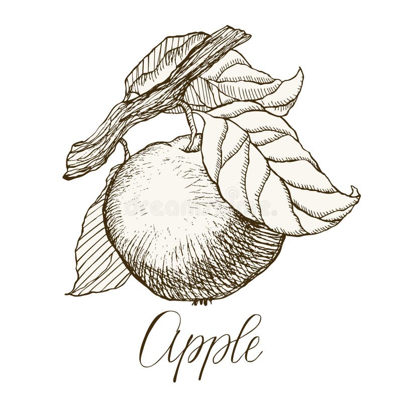 Highly Detailed Hand Drawn Apple. Stock Vector - Illustration of ...