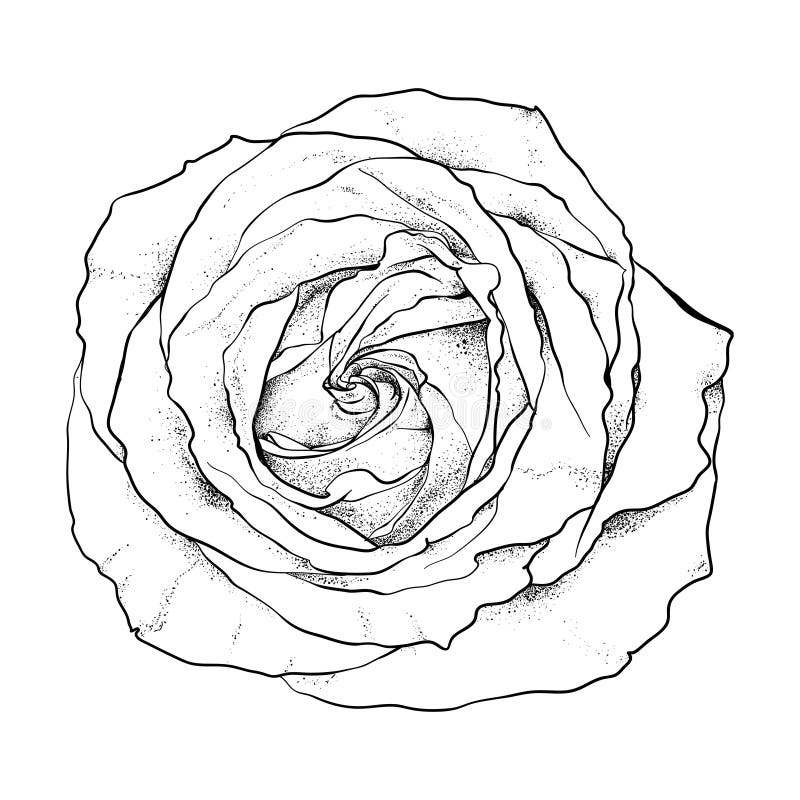 Highly Detailed Hand Drawn Rose Stock Vector - Illustration of contour ...