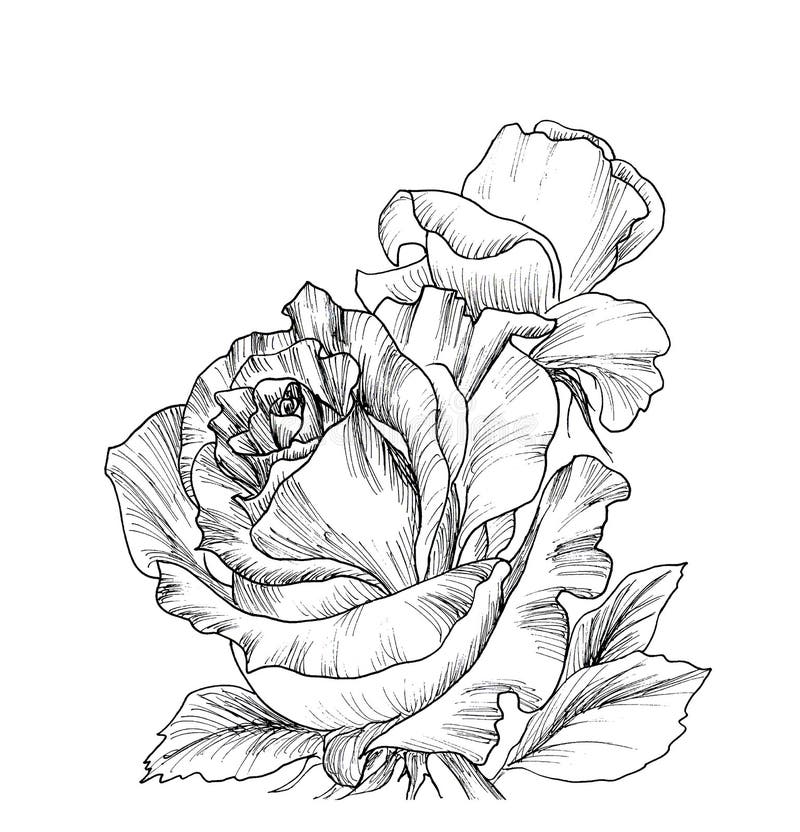 Highly Detailed Hand Drawn Rose Stock Vector - Illustration of petal ...