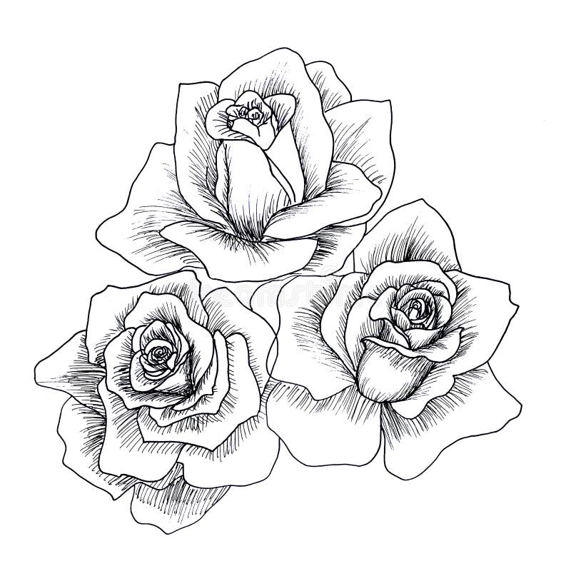 Highly Detailed Hand Drawn Roses. Stock Illustration - Illustration of ...