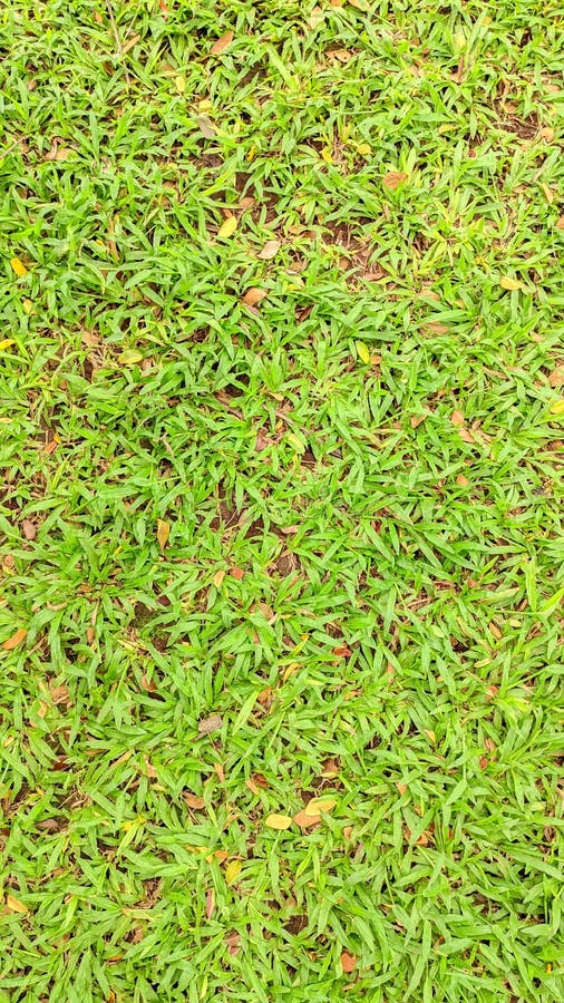 High-quality Detailed Grass Texture for 3 D Materials and Design Stock ...