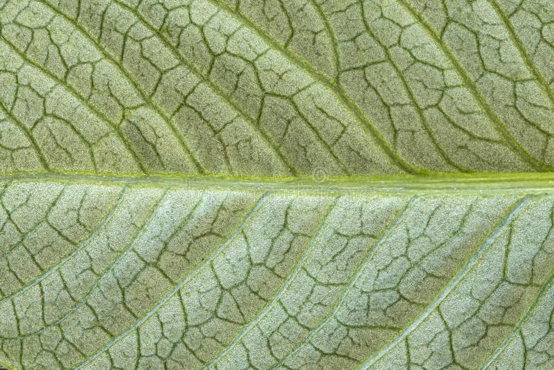 Highly Detailed Image of Green Leaf Stock Photo - Image of ornate ...