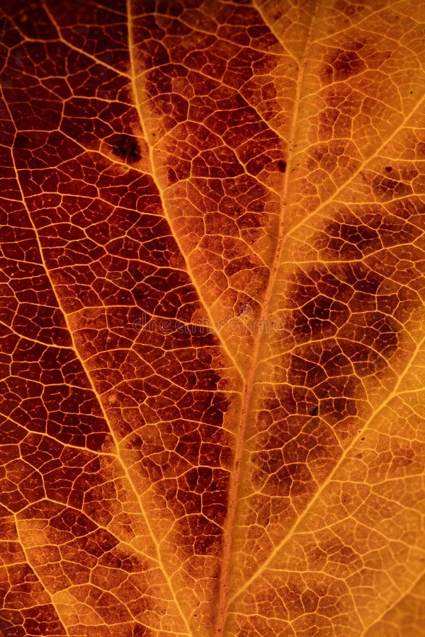 A Highly Detailed Leaf Photo. this Photo Was Taken with the Focus ...