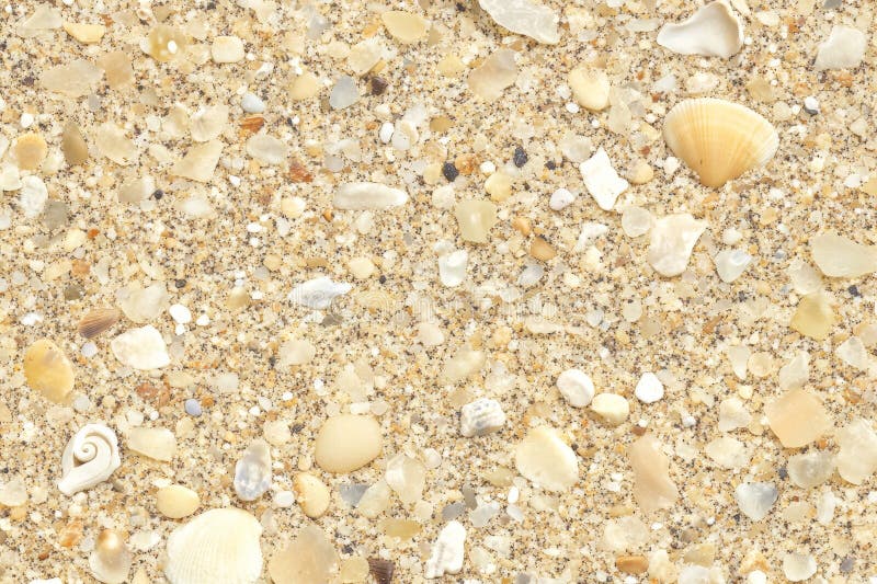 Highly Detailed Sandy Beach Texture Fine Grains Small Shells Pebbles ...