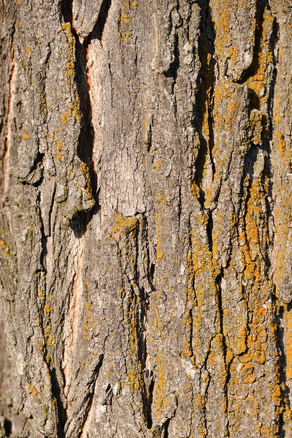 Highly Detailed Tree Bark Texture, Background Stock Image - Image of ...