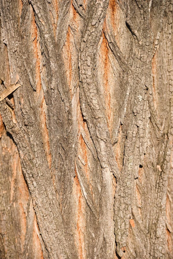 Highly Detailed Tree Bark Texture, Background Stock Image - Image of ...