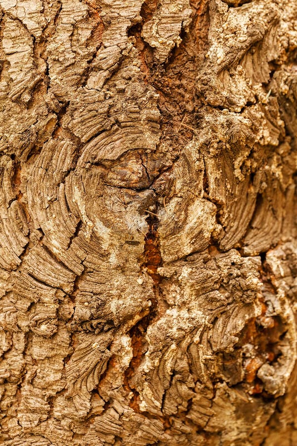 Highly Detailed Tree Bark Texture Stock Photo - Image of outdoor, rock ...