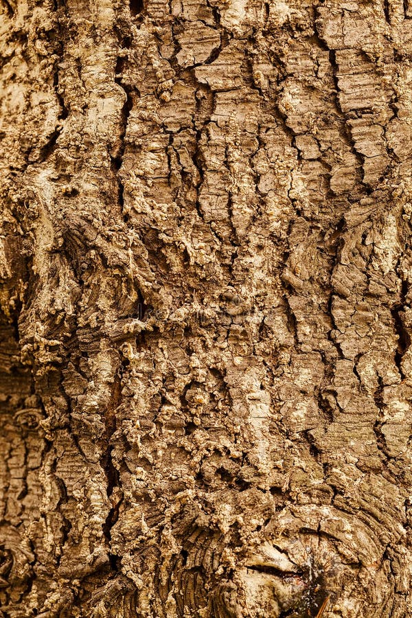 Highly Detailed Tree Bark Texture Stock Image - Image of bark, color ...