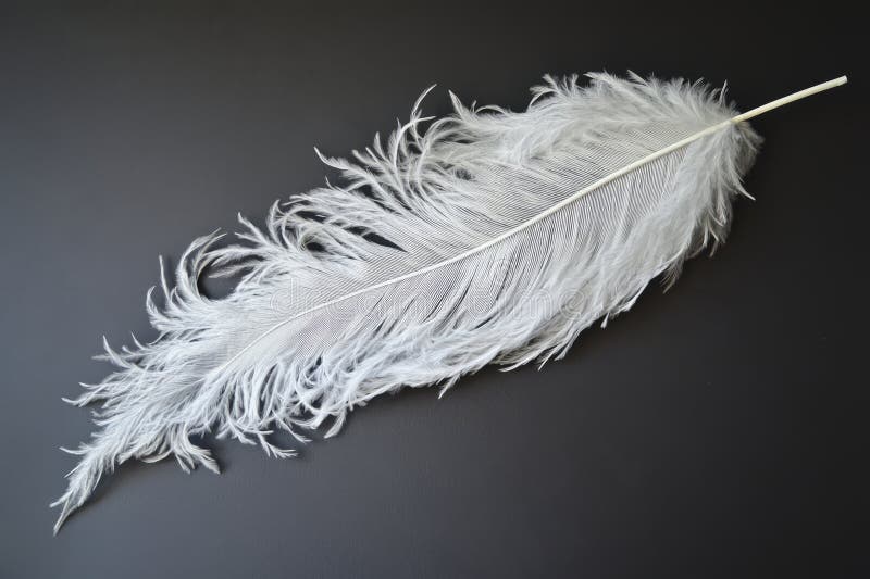 Highly Detailed White Feather Texture, Delicate and Soft with Fine ...