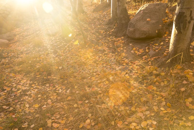 Highly Flared Sunlit Path Orange and Yellow Fall Leaves on Ground Stock ...