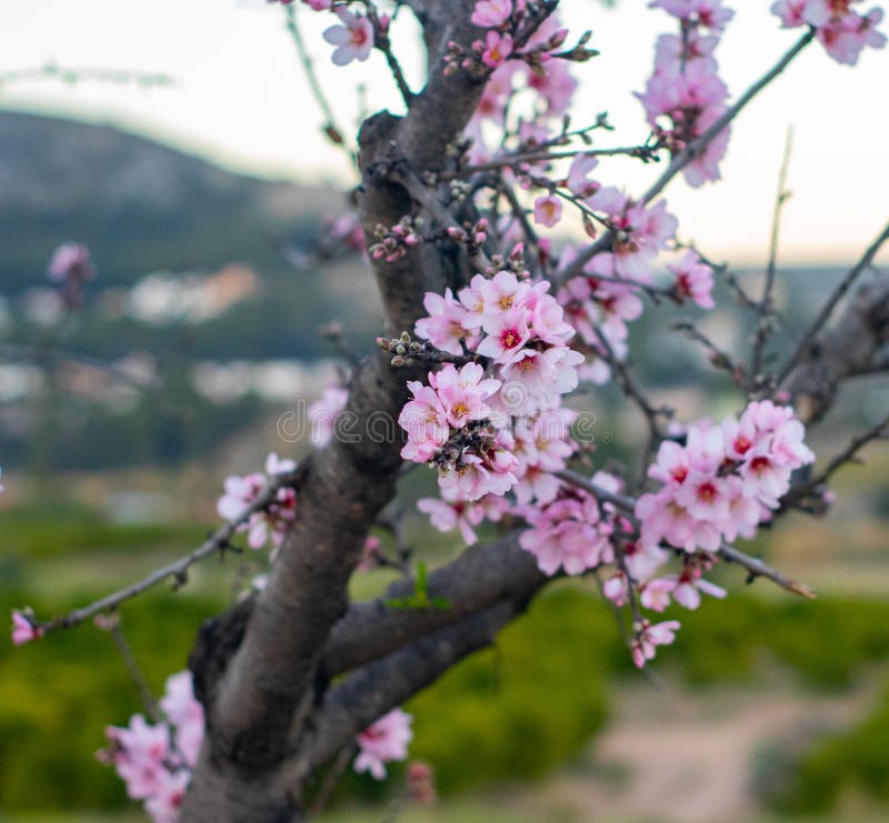 Highly Flowered Almond Tree Branch with Green Landscape Stock Photo ...