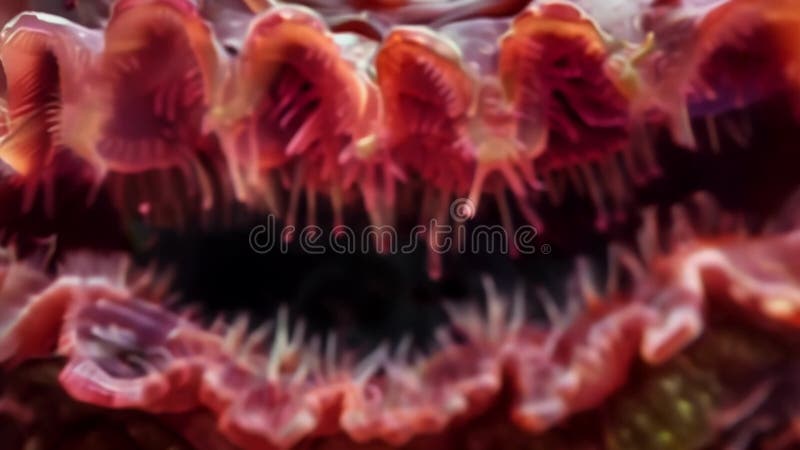 A Highly Magnified Image of a Nematodes Mouth Which Boasts an ...