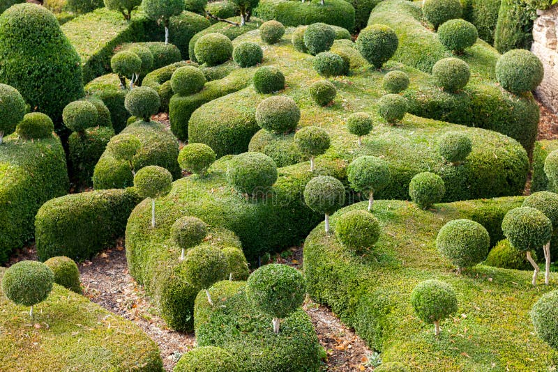 Highly Shaped Ornate Box Hedges Stock Photo - Image of nature, hedge ...