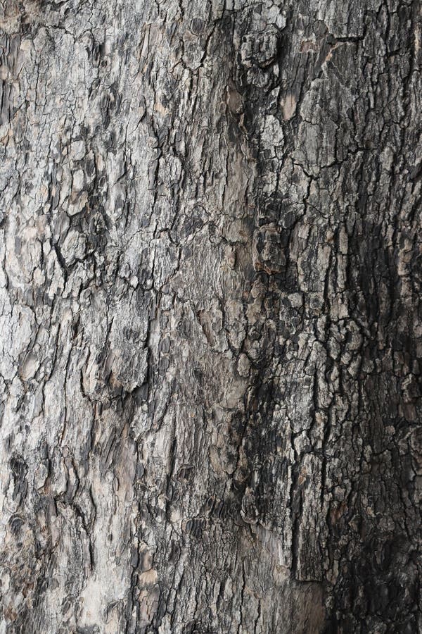 Highly Textured Tree Trunk Bark with Brown Stock Image - Image of twig ...