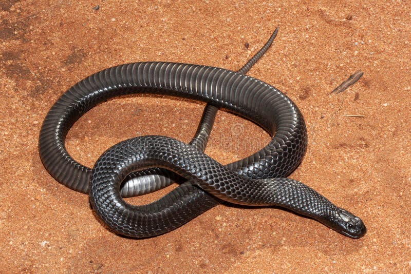 Blue-bellied Black Snake stock photo. Image of ventral - 274242222