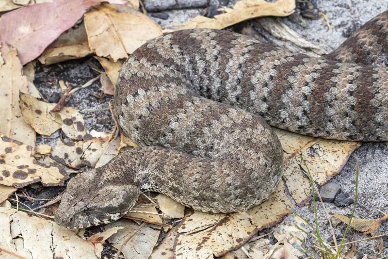 Common Death Adder stock photo. Image of venomous, common - 270482550