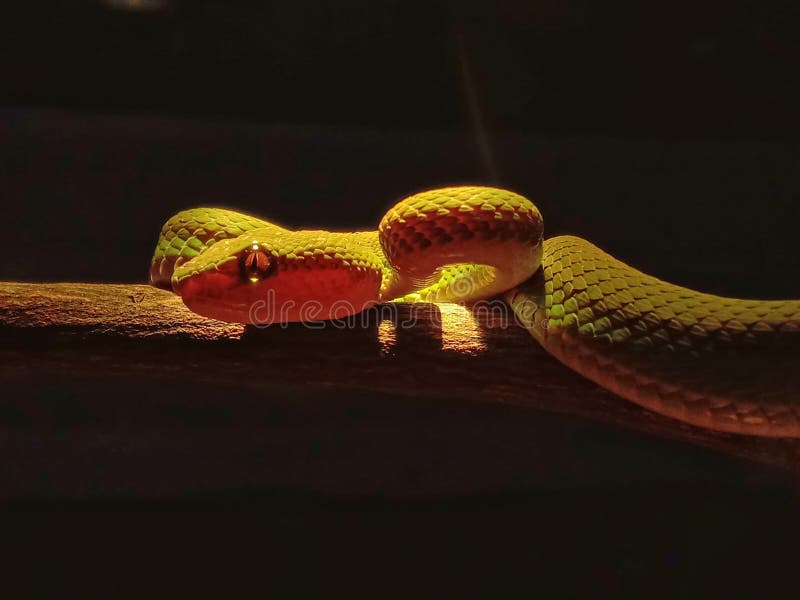 Highly Venomous Green Viper Snake Stock Photo - Image of viper, highly ...