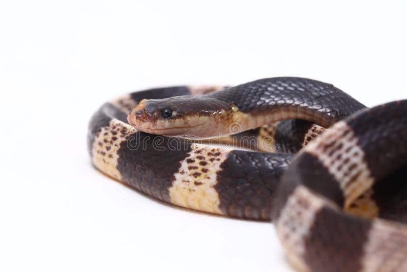 Highly Venomous, Malayan Krait or Blue Krait Bungarus Candidus Stock ...