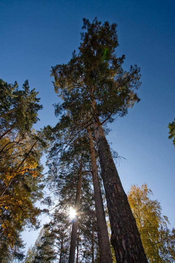 Hight pine tree stock photo. Image of yellow, clear, tree - 7619914