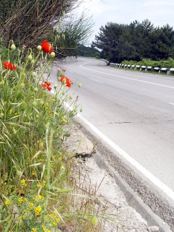 Highway stock photo. Image of plant, flower, poppy, summer - 2147698