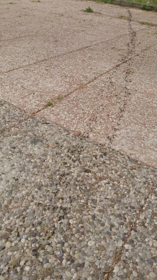 Highway of Ants on the Pavement Stock Footage - Video of insect ...