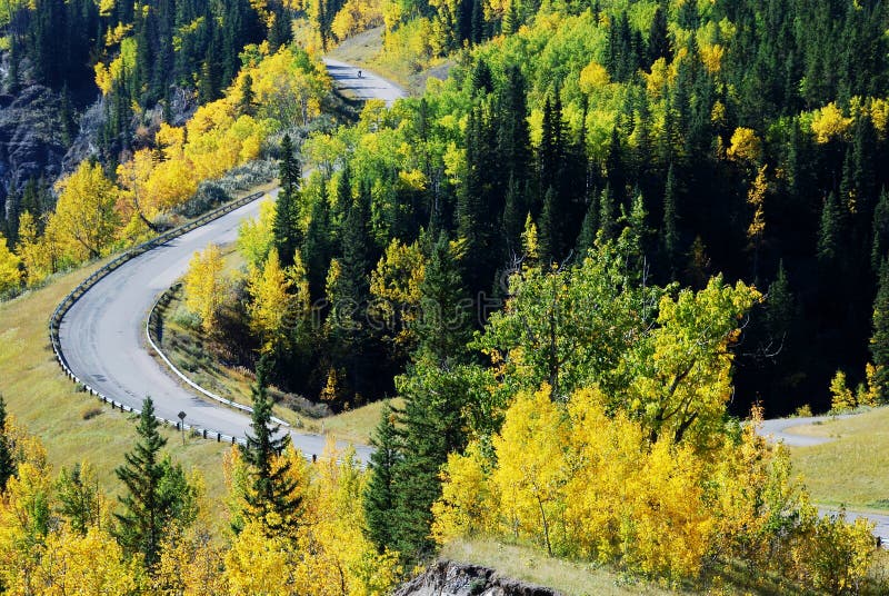 Highway in a Beautiful Shape Stock Photo - Image of mammal, aspen: 7331180
