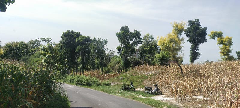 The Highway between the Cornfields and Trees Stock Photo - Image of ...