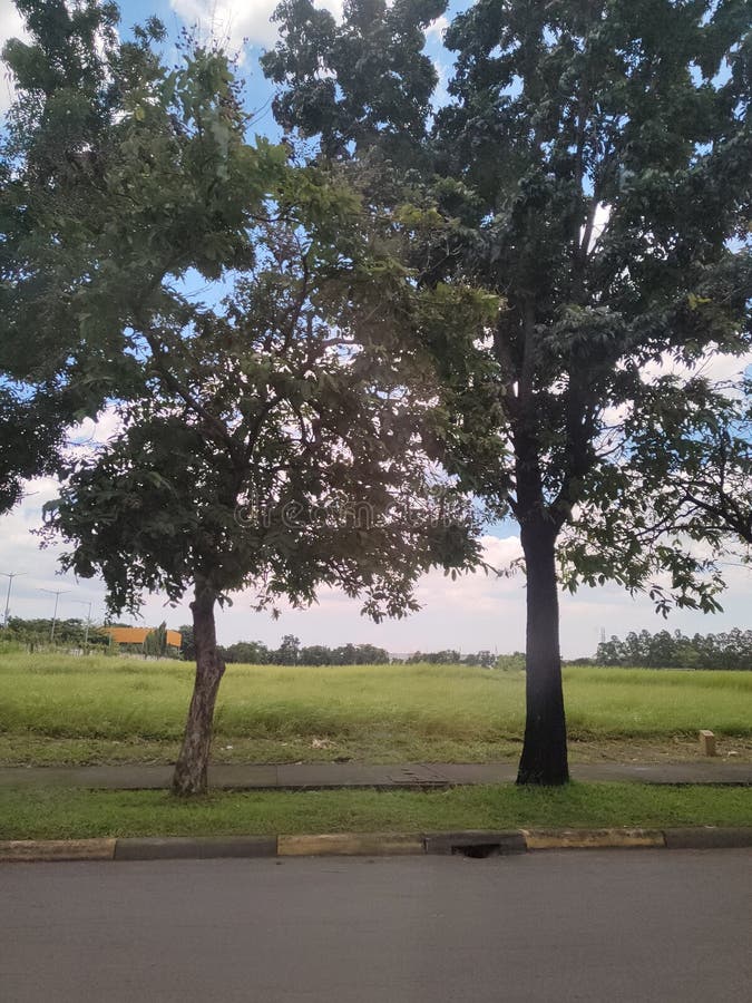 The Highway is Decorated with Trees Standing on the Side Stock Image ...