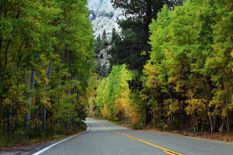 Highway through forest stock image. Image of recedes - 28467917