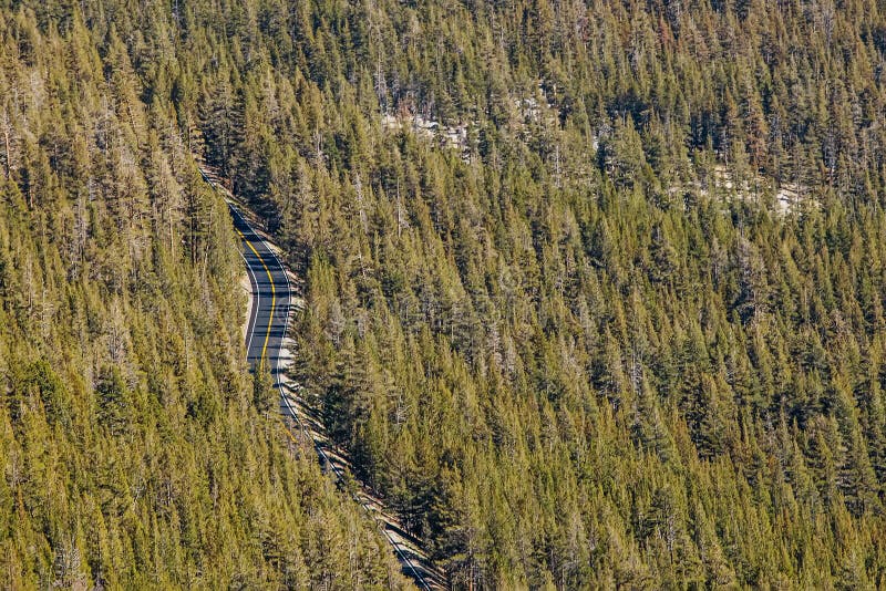Highway through the Huge Pine Forest, Aerial View Stock Photo - Image ...