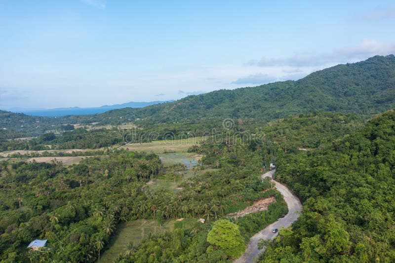 Philippines jungle tree stock image. Image of amazon - 292280917