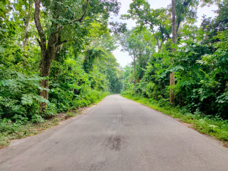 Highway in the Middle of the Forest, Trees and Plants on Both Side of ...