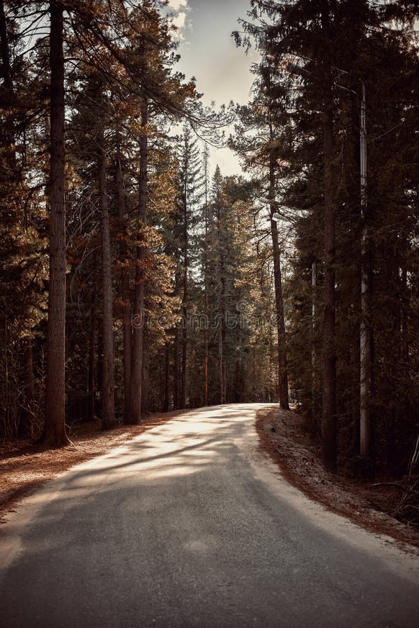 The Highway between Pine Tree Forest Stock Photo - Image of route ...