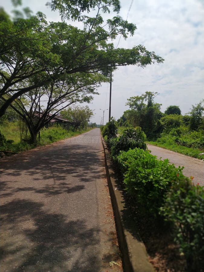 Highway under shady trees stock image. Image of infrastructure - 290361007