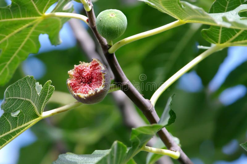 Higo Fotos De Stock - Download 61,143 Fotos Libres de Derechos
